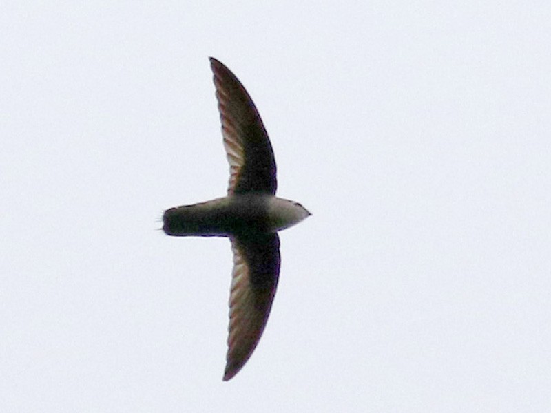 Costa Rican Swift - eBird