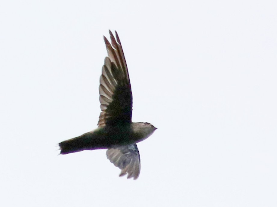 Costa Rican Swift - eBird