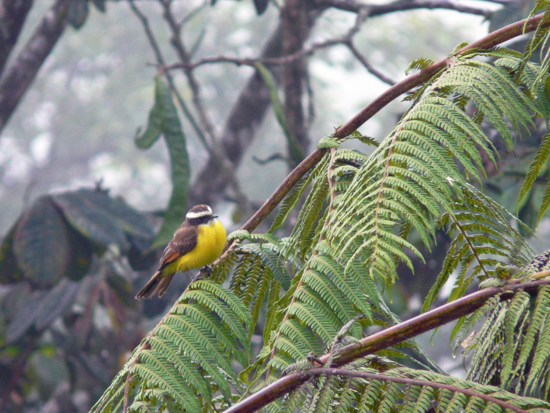 Rusty-margined Flycatcher - eBird