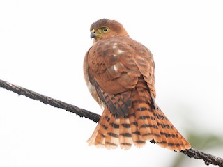 Tiny Hawk - eBird