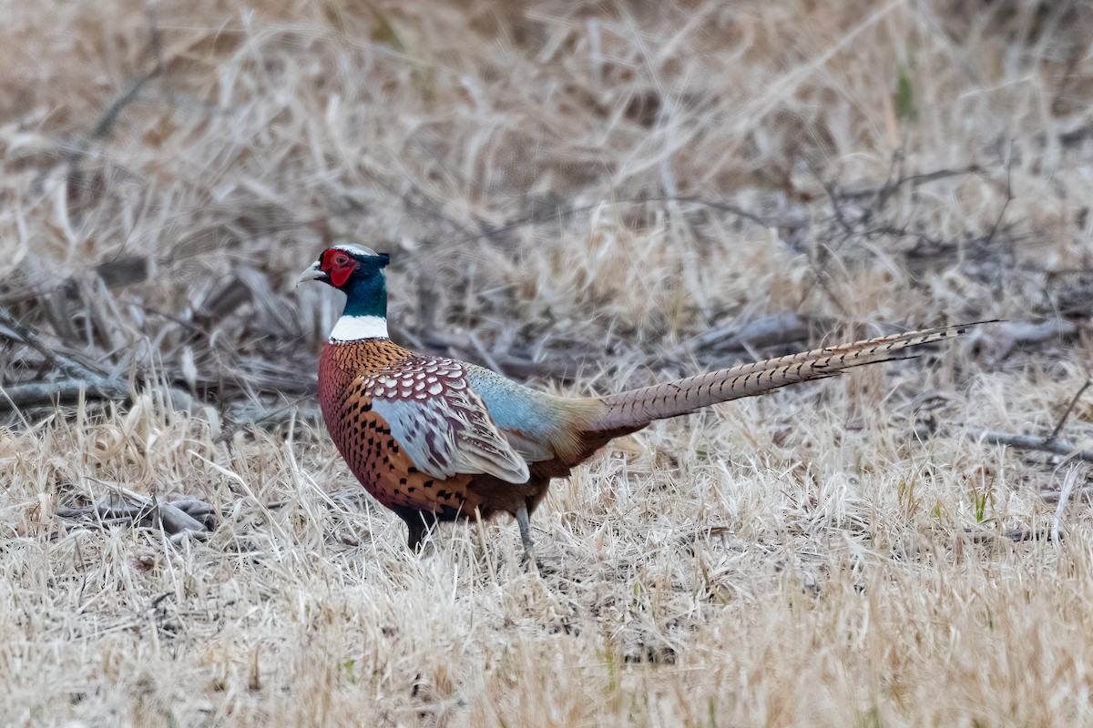 eBird Checklist - 8 Feb 2023 - West Duff-Washa Road, Oak Harbor, Ohio ...