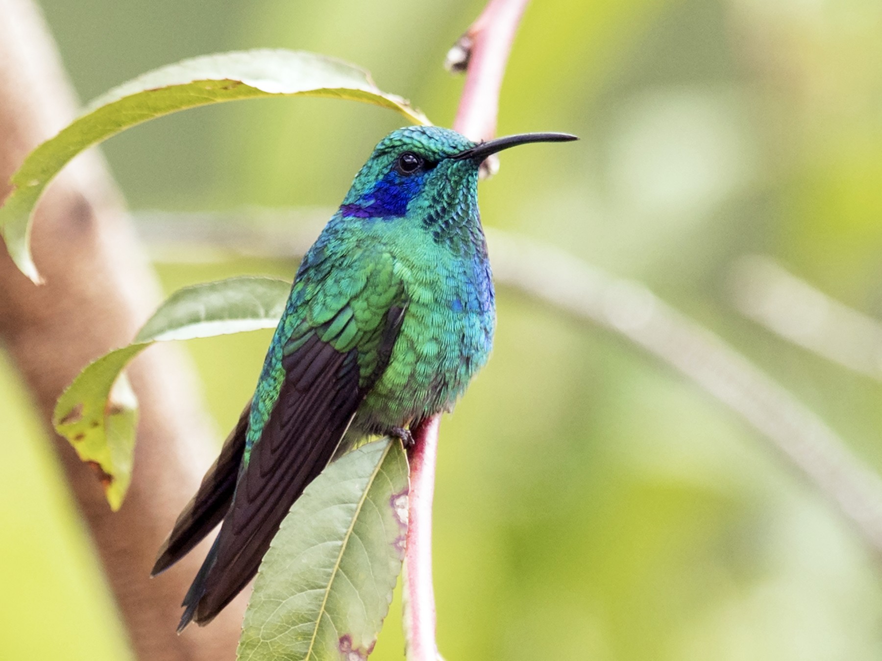 Lesser Violetear - eBird