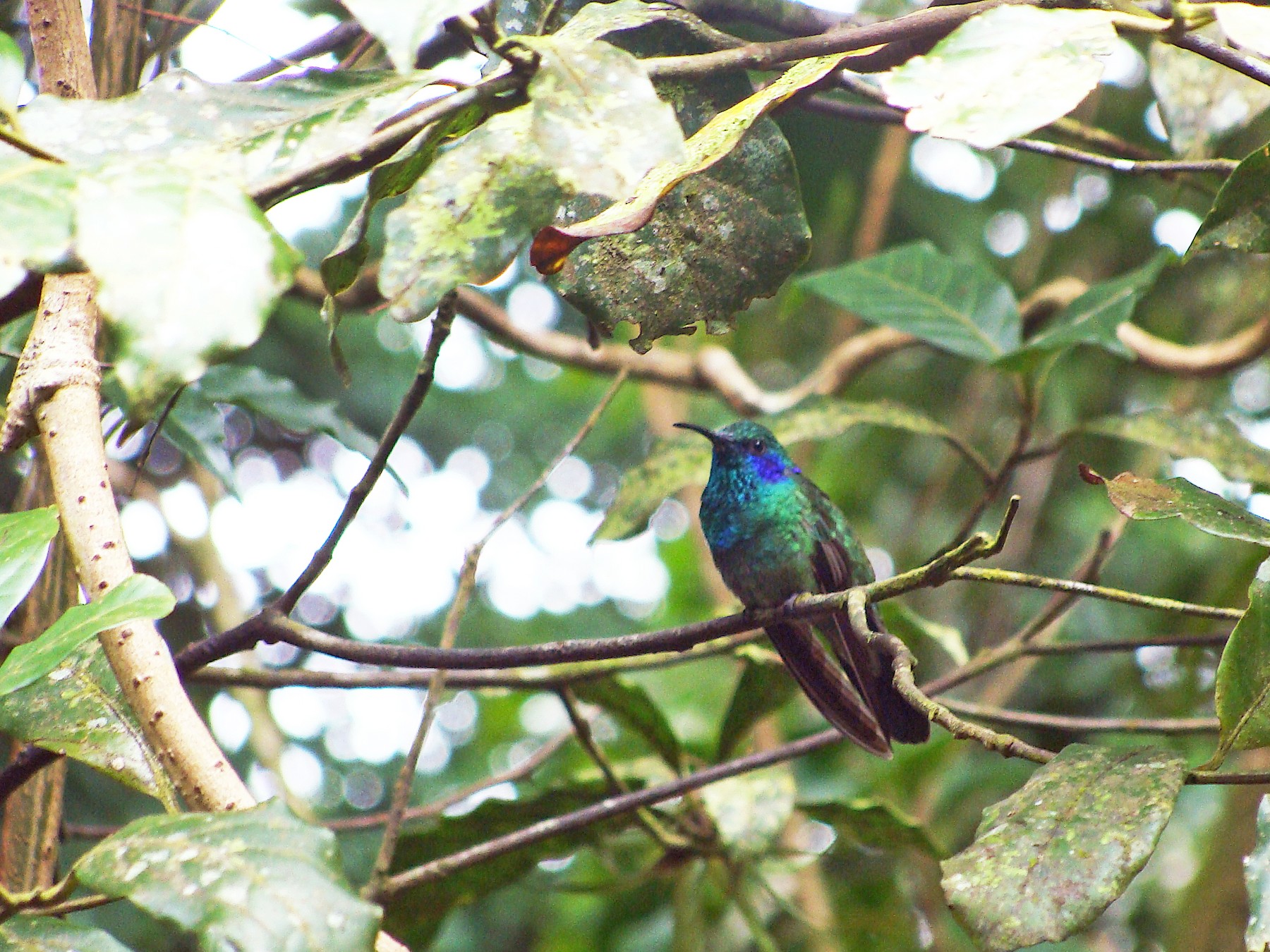 Lesser Violetear - eBird