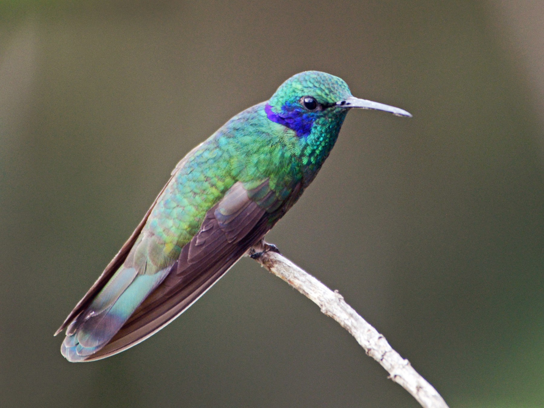 Lesser Violetear - eBird