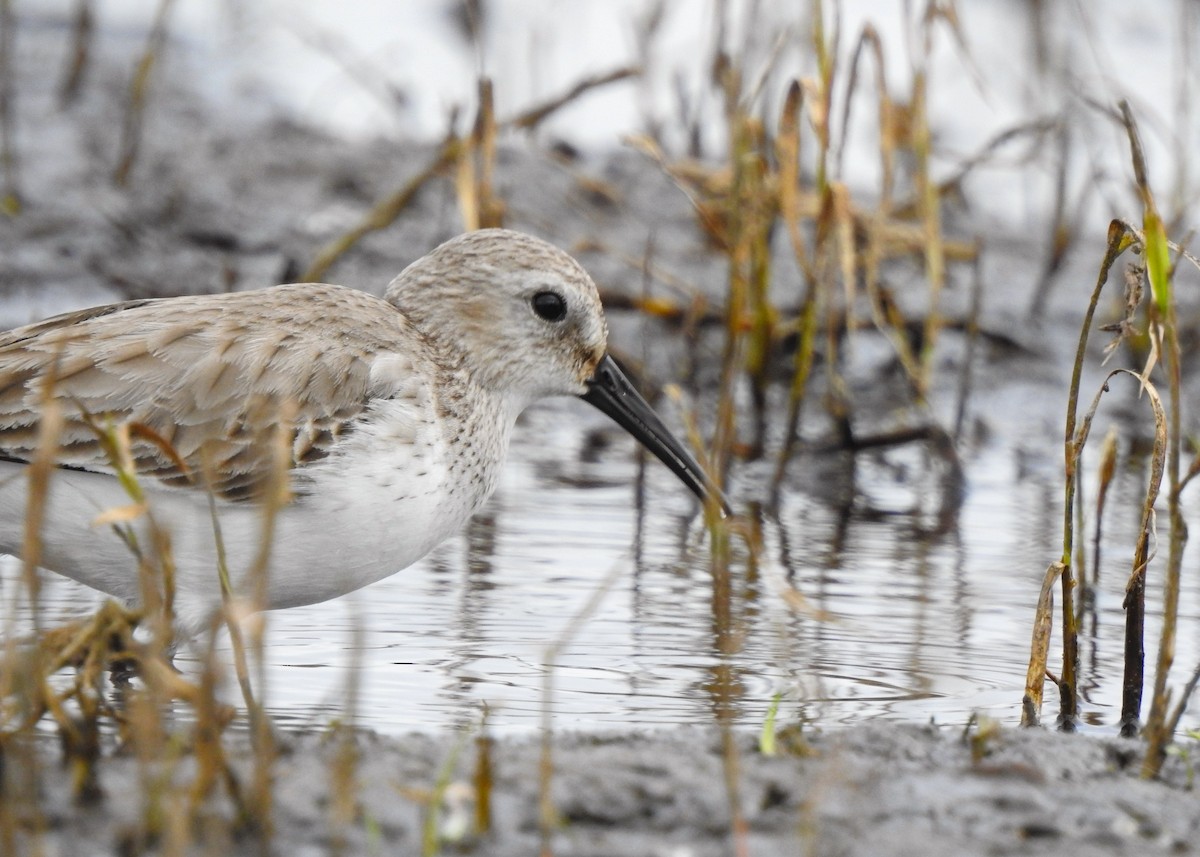 eBird Portugal Checklist - 11 Feb 2023 - Sapal de Alhos Vedros - 30 species