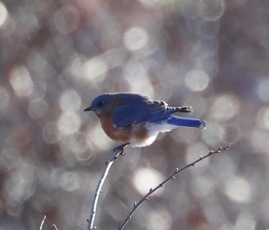 Mass Audubon eBird Checklist - 11 Feb 2023 - Frances A. Crane WMA - 27 ...