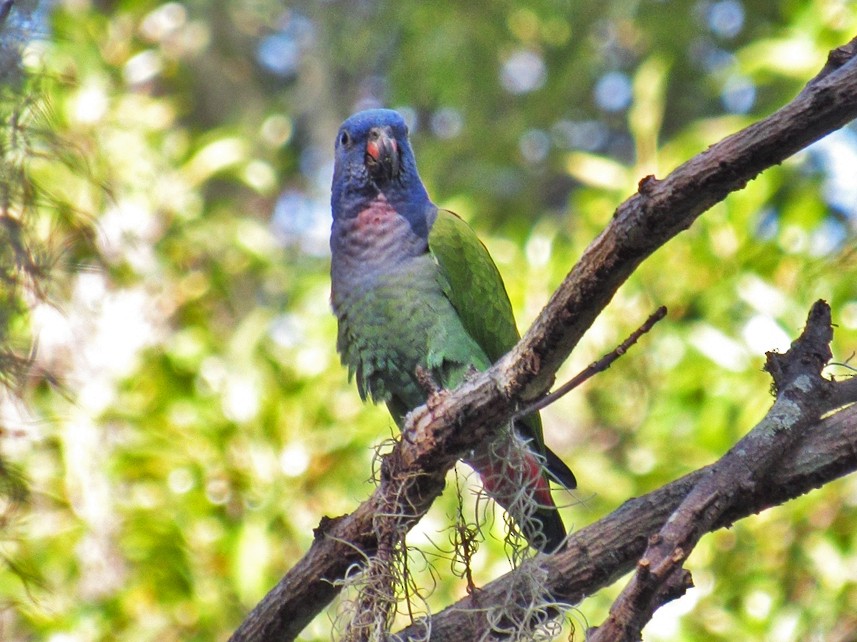 Blue-headed Parrot - eBird