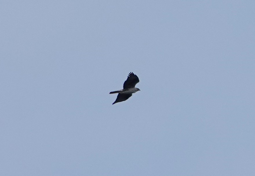 eBird Portugal Checklist - 11 Feb 2023 - PN Arrábida--Calhariz - 37 species