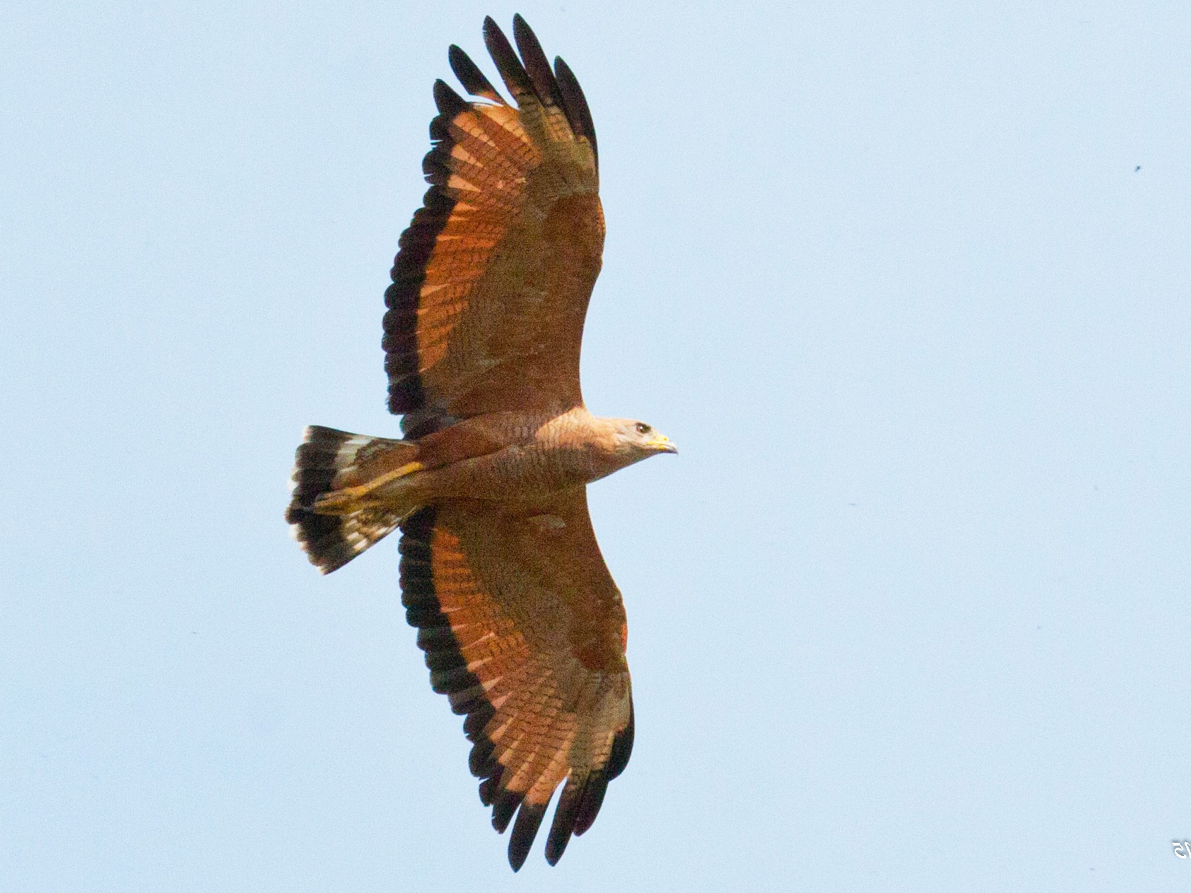 Savanna Hawk - eBird