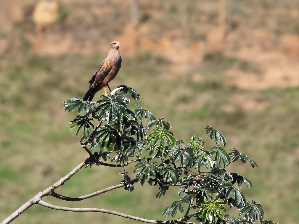 Savanna Hawk - eBird