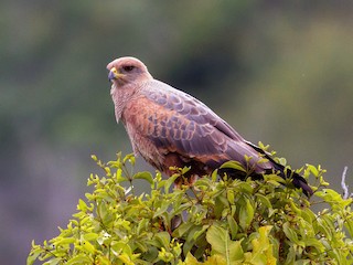 Savanna Hawk - eBird