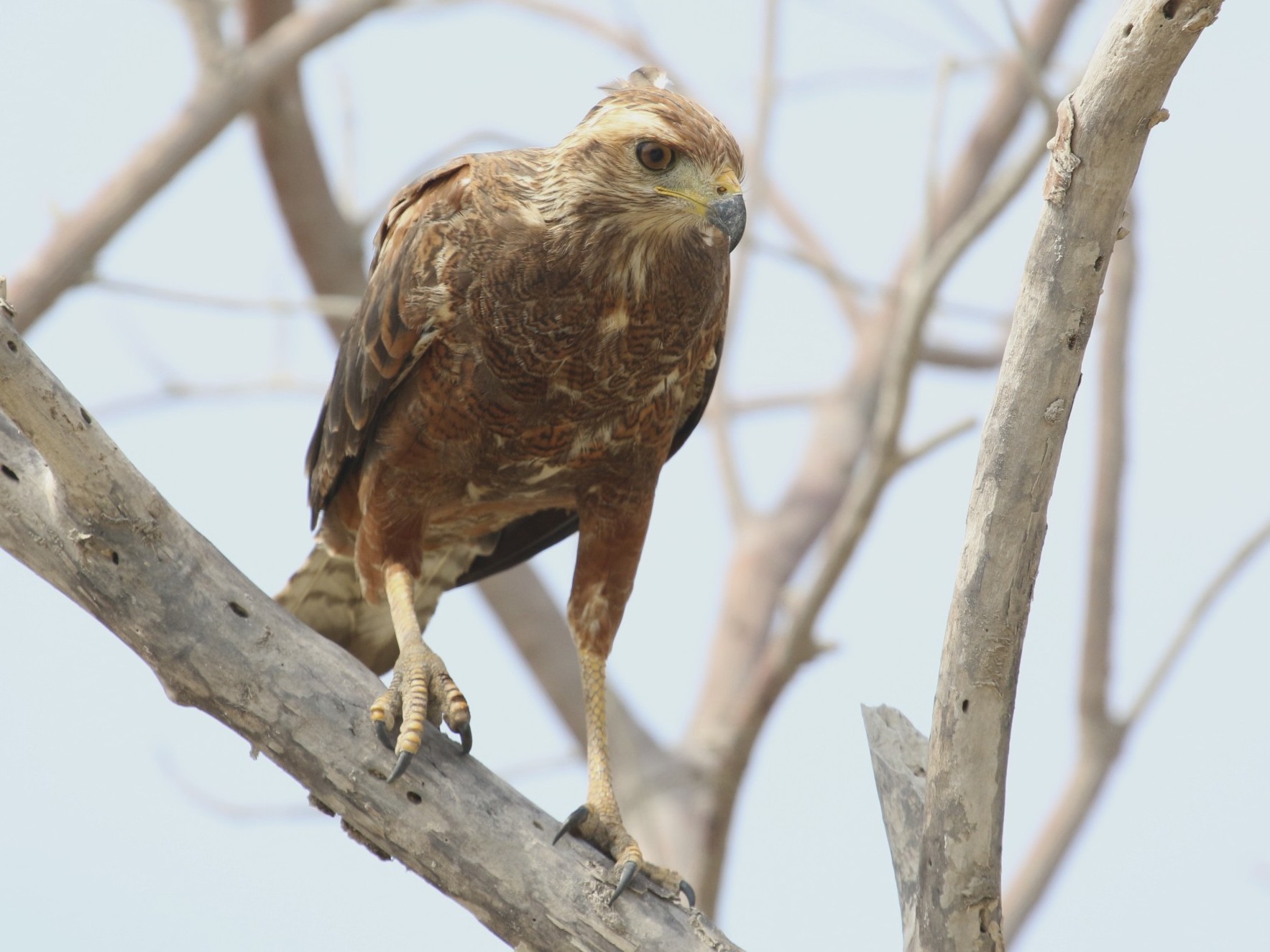 Savanna Hawk - eBird