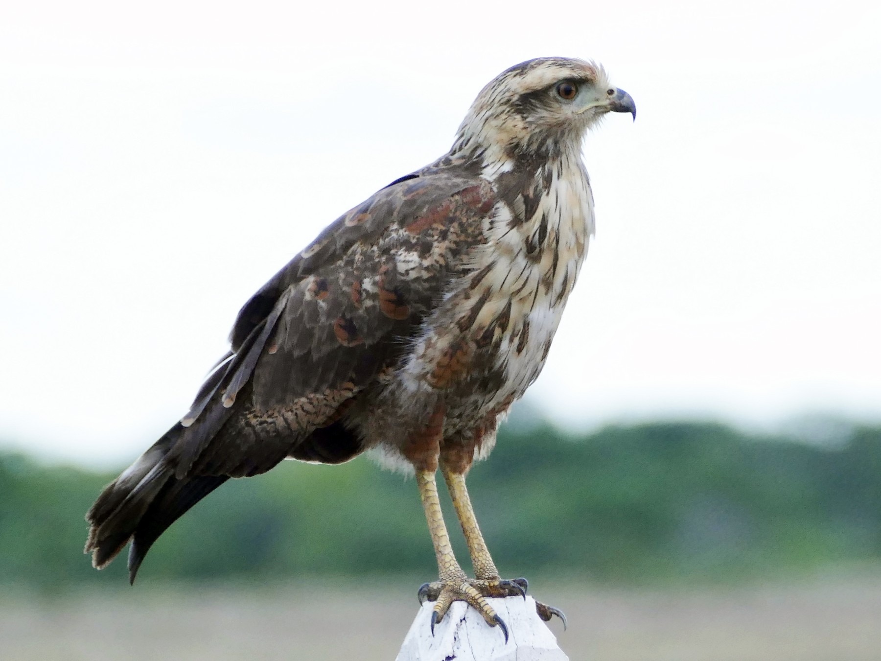 Savanna Hawk - eBird