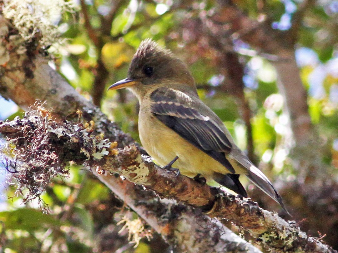 Ochraceous Pewee - eBird