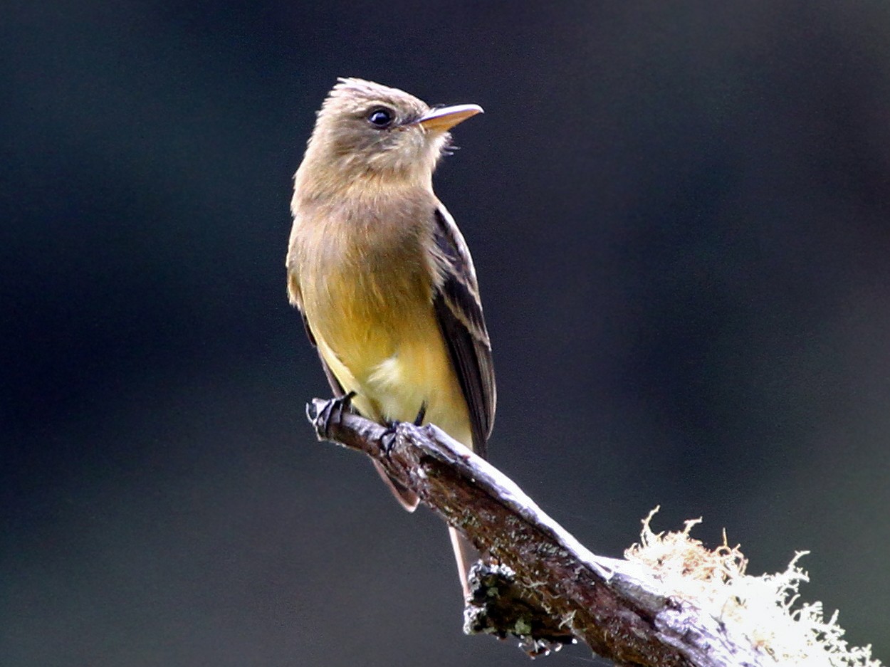 Ochraceous Pewee - eBird