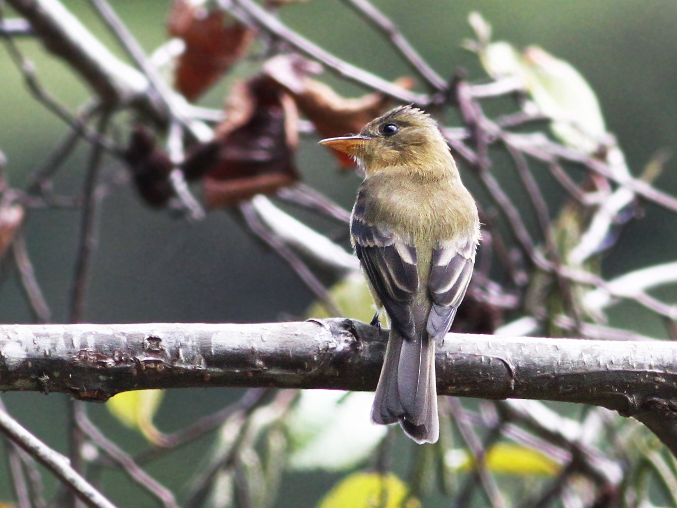 Ochraceous Pewee - eBird