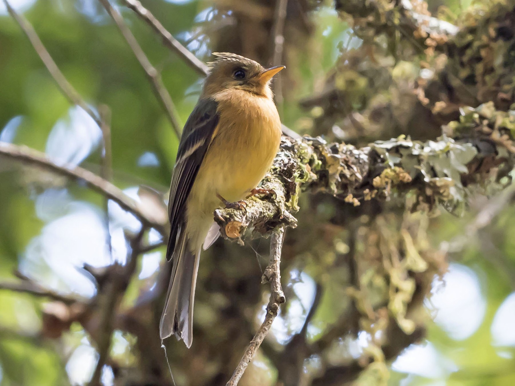 Ochraceous Pewee - eBird