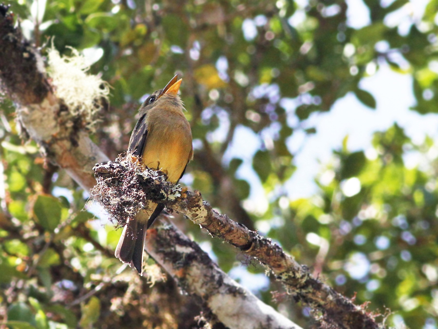 Ochraceous Pewee - eBird