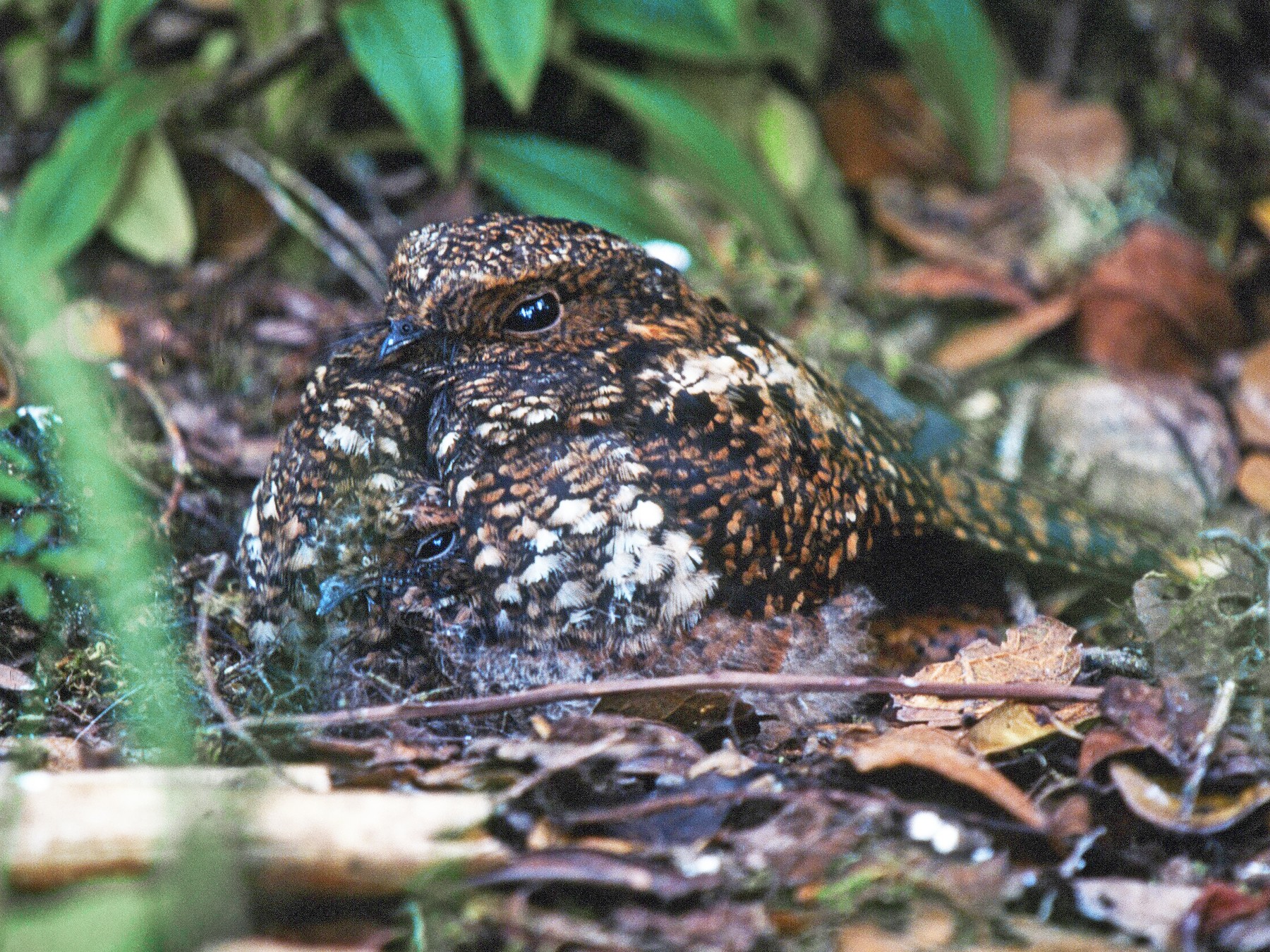 Dusky Nightjar - eBird