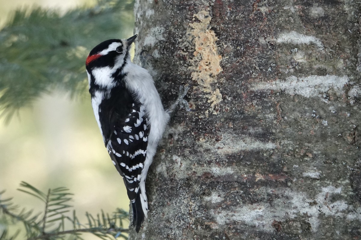 eBird Checklist - 11 Feb 2023 - 10839 N Whitefish Point Rd, Paradise US ...