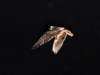 Short-tailed Nighthawk - eBird