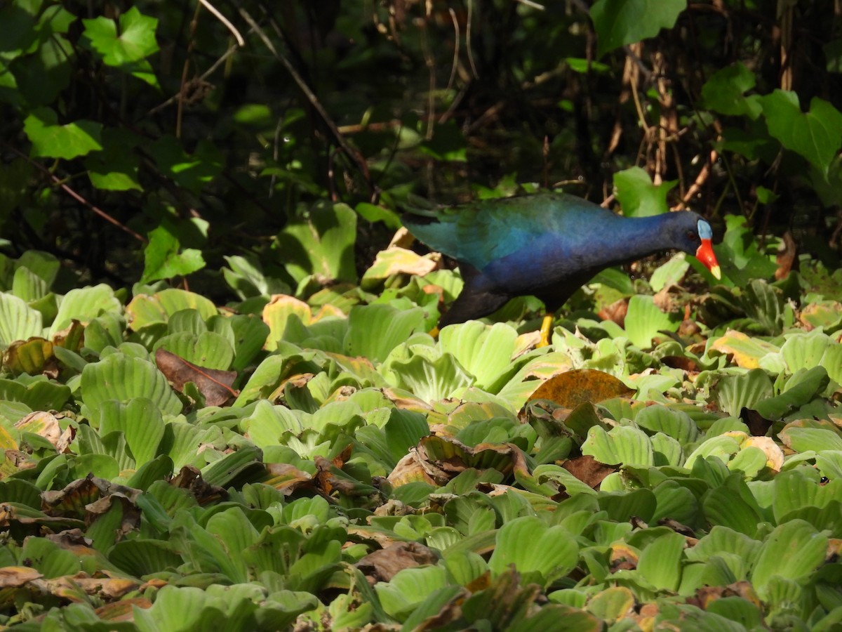 eBird Checklist - 11 Feb 2023 - Corkscrew Regional Ecosystem Watershed ...
