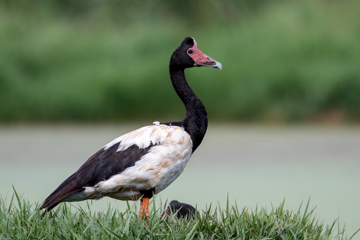 eBird Checklist - 11 Feb 2023 - 2HD Swamp, Sandgate - 10 species