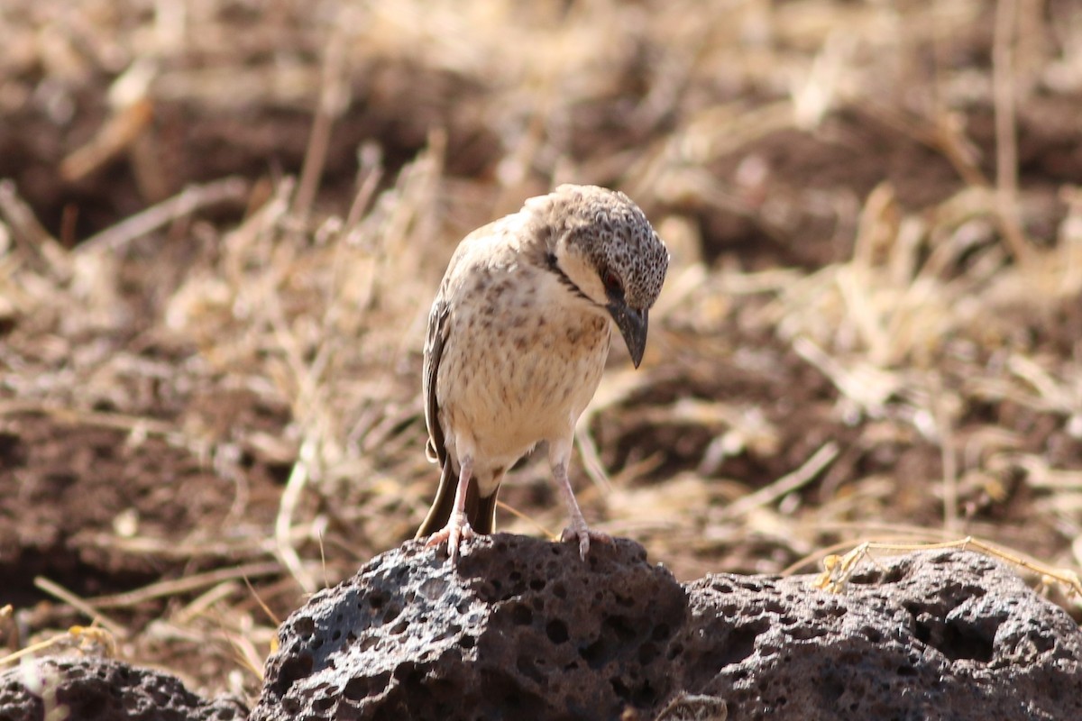 Donaldson Smith's Sparrow-Weaver - Plocepasser donaldsoni - Birds of the World