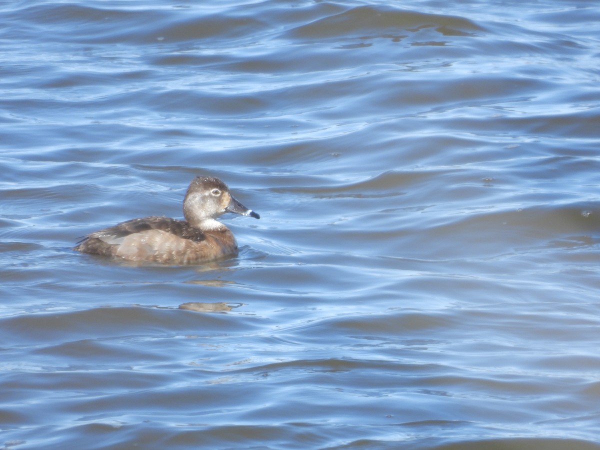 eBird Checklist - 11 Feb 2023 - King Ranch--Santa Gertrudis Unit (CTC ...