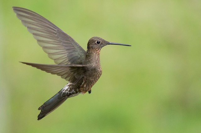 Giant Hummingbird Flying
