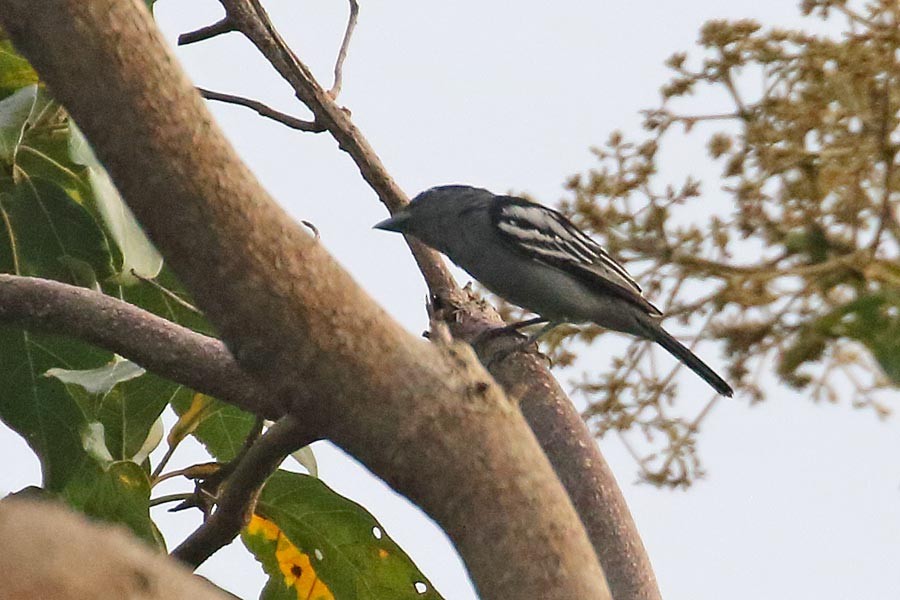 eBird Checklist - 25 Jan 2023 - Hospedaje Mi Refugio - 23 species