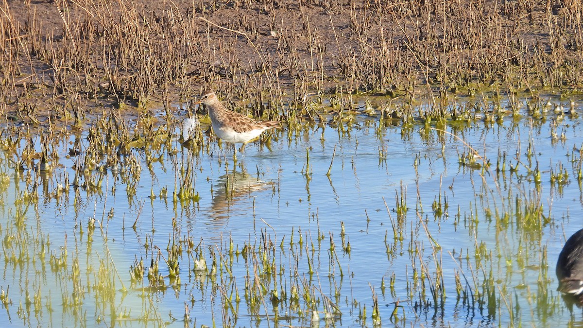 ML534390671 passerine sp. Macaulay Library