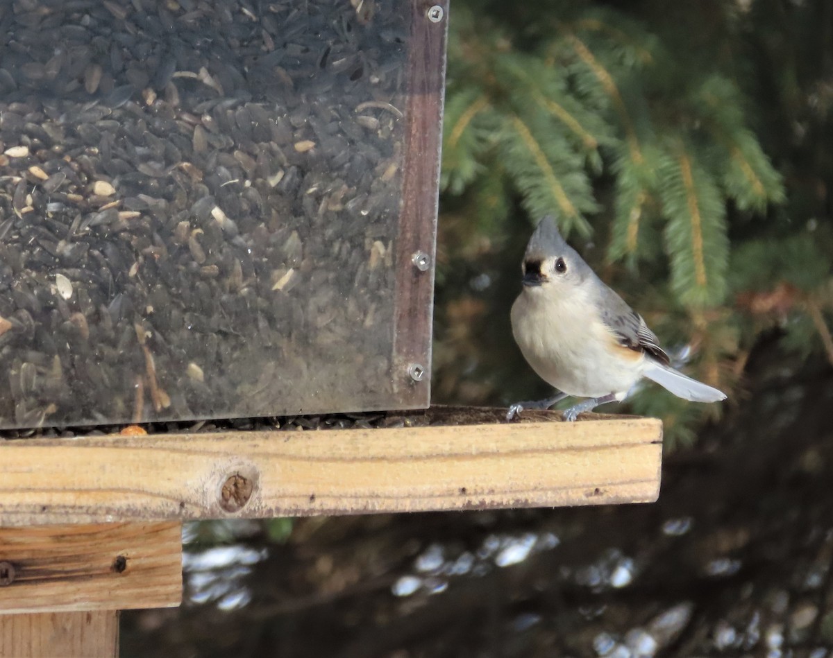 eBird Québec Checklist - 12 Feb 2023 - Parc St-Nicolas - 10 species