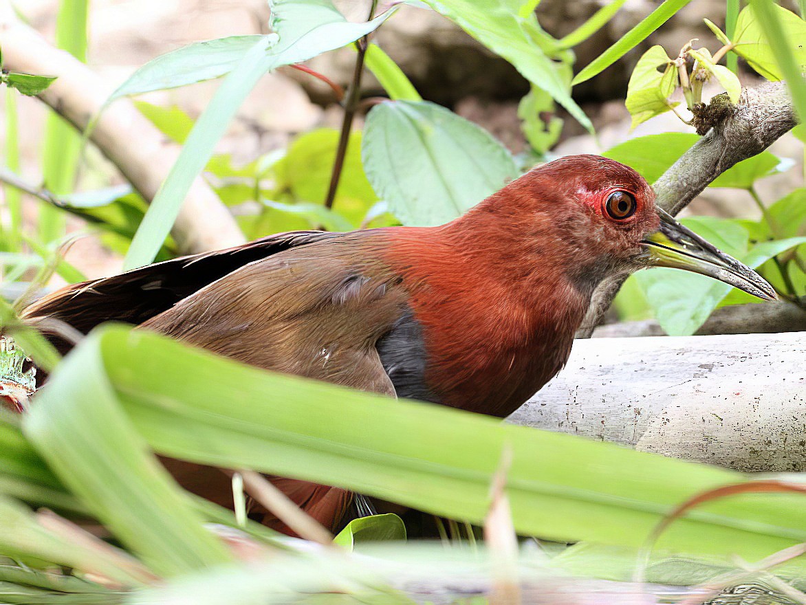 Bare-eyed Rail - eBird