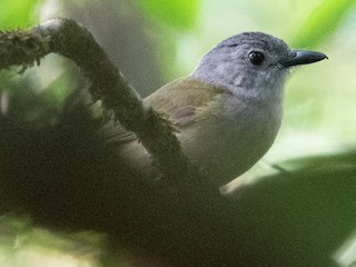 Little Shrikethrush (Variable) - eBird
