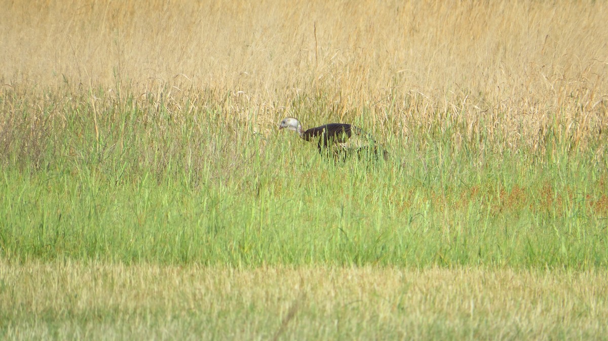 eBird Checklist - 12 May 2015 - Belleplain State Forest - 13 species