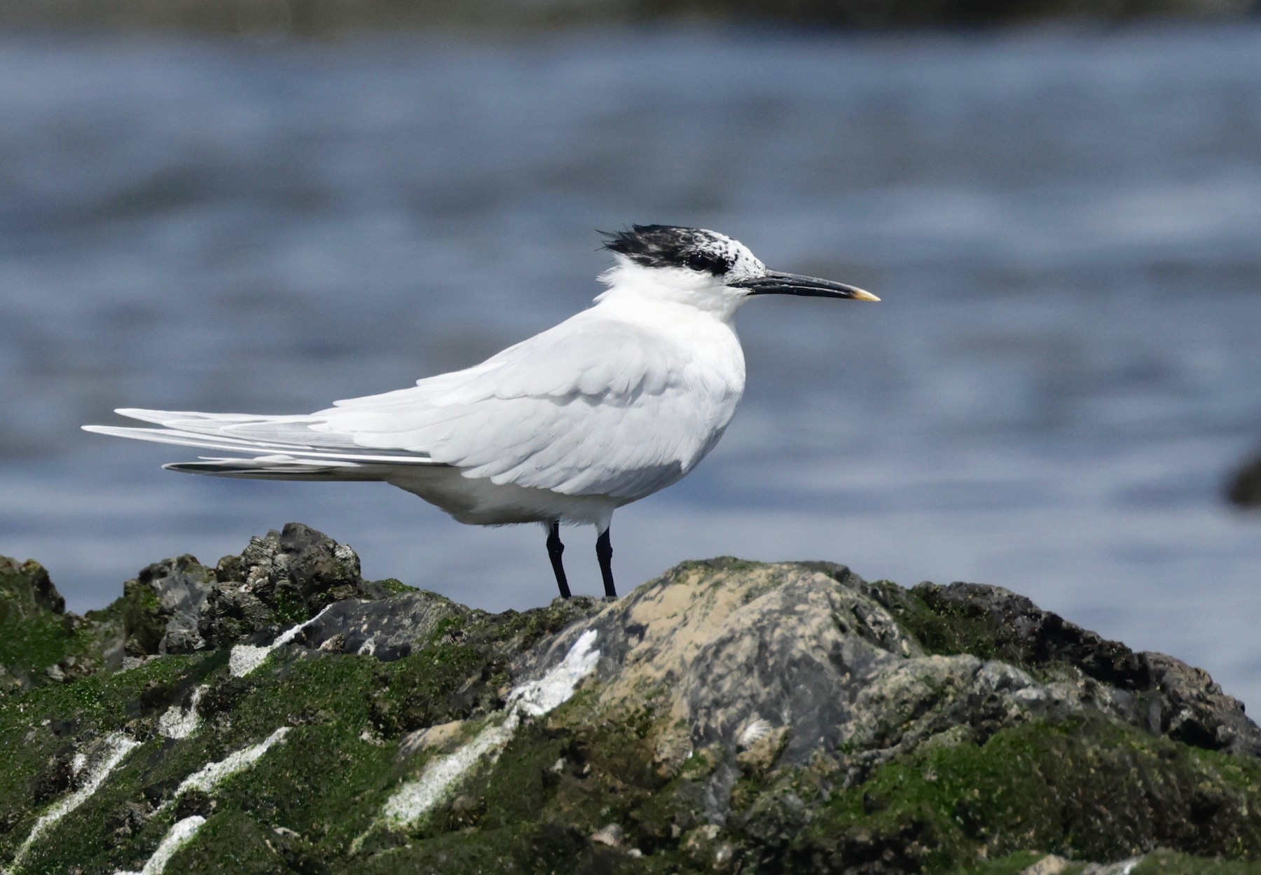Sandwich Tern (Eurasian) - eBird