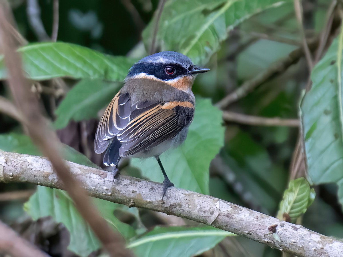Dark Batis - Batis crypta - Birds of the World