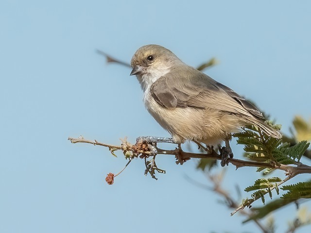 Photos - Mouse-colored Penduline-Tit - Anthoscopus musculus - Birds of ...