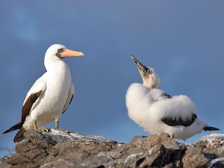 Nazca Booby - eBird