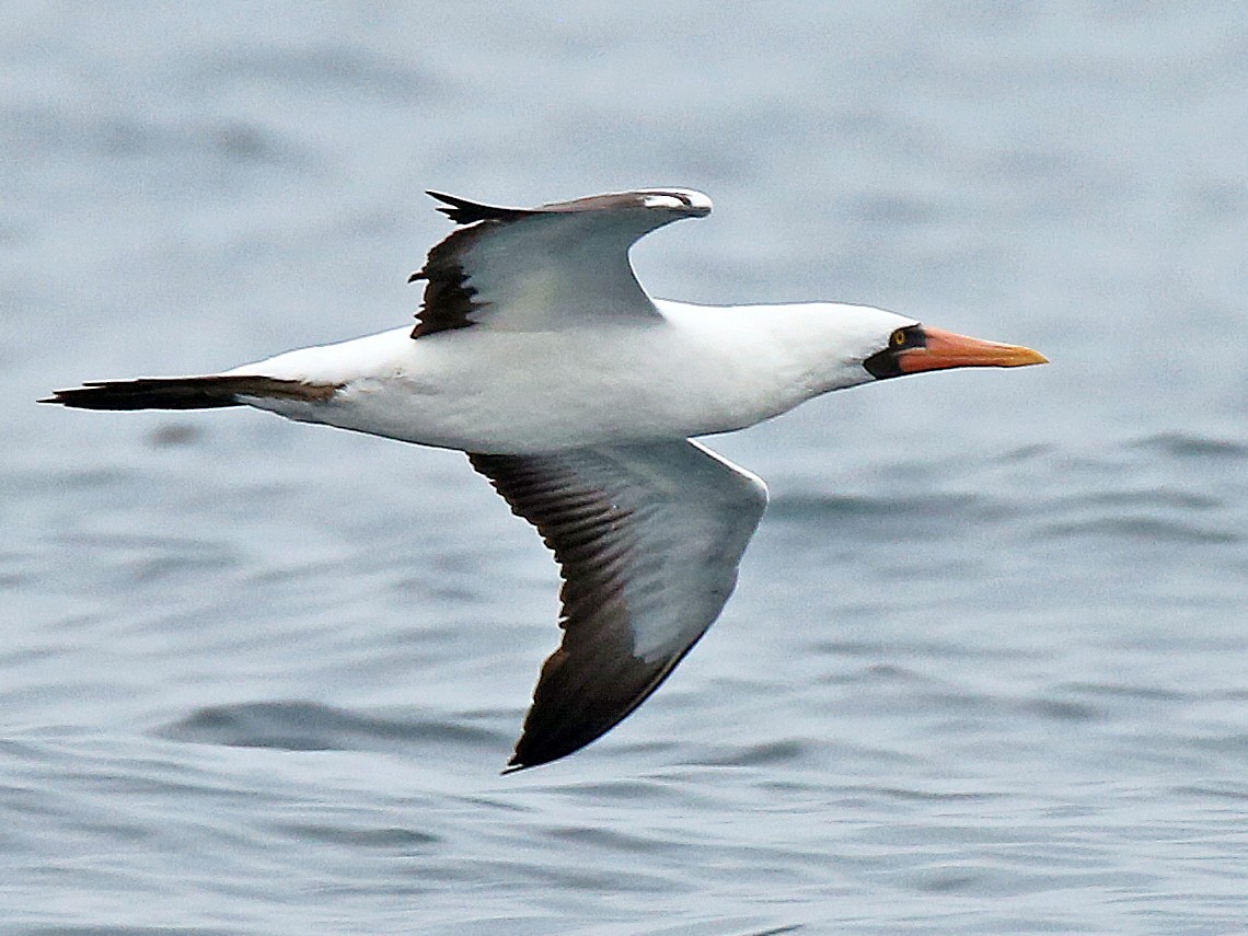 Nazca Booby - eBird