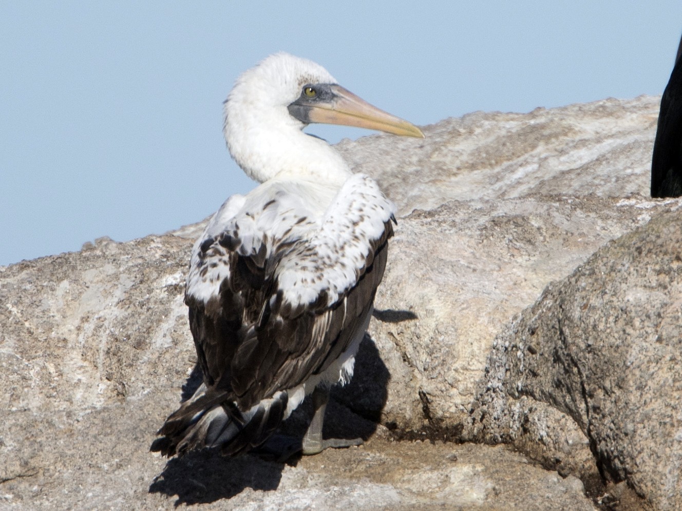 Fou de Grant - eBird
