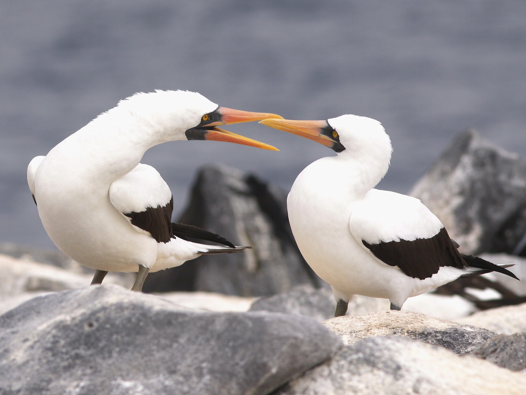 Nazca Booby - eBird