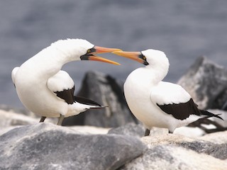 Nazca Booby - eBird
