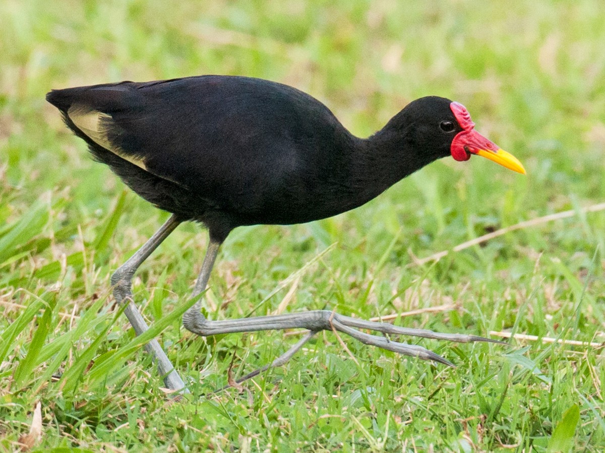 Wattled Jacana - Jacana jacana - Birds of the World