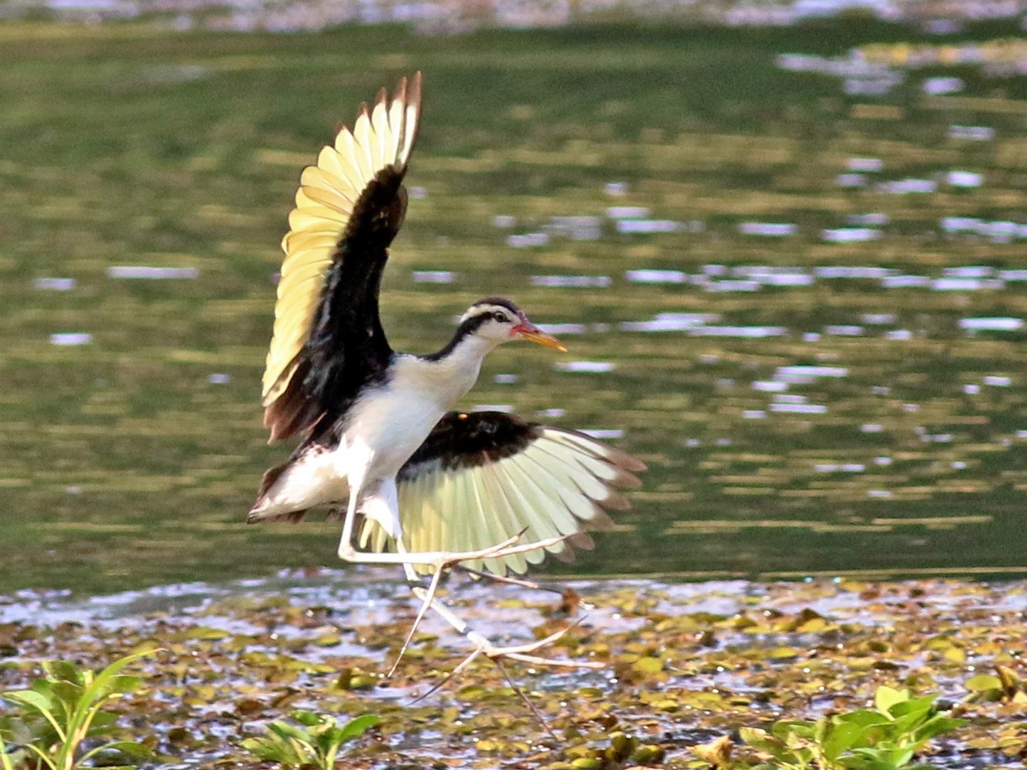 Wattled Jacana - eBird