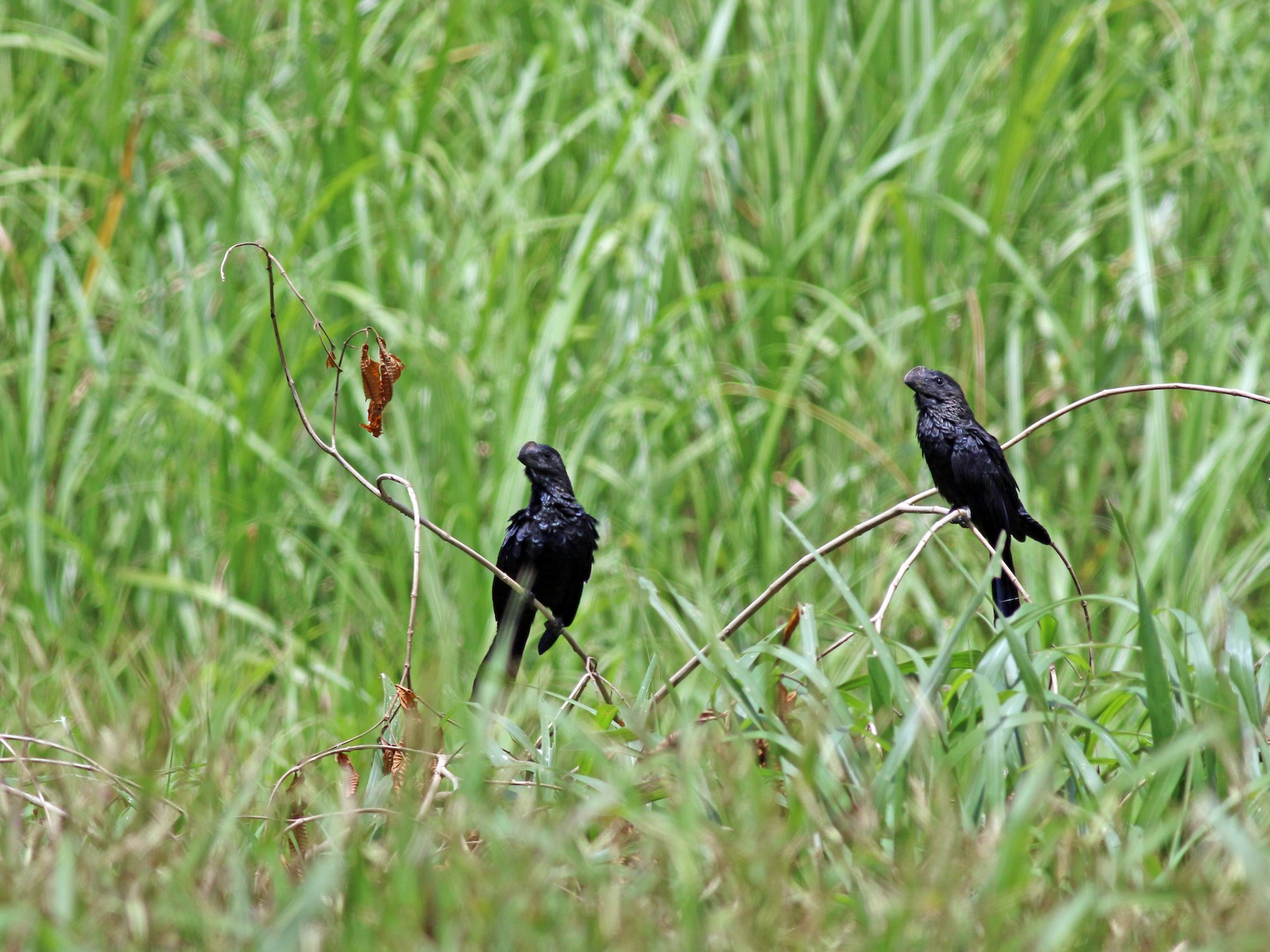 Smooth-billed Ani - eBird