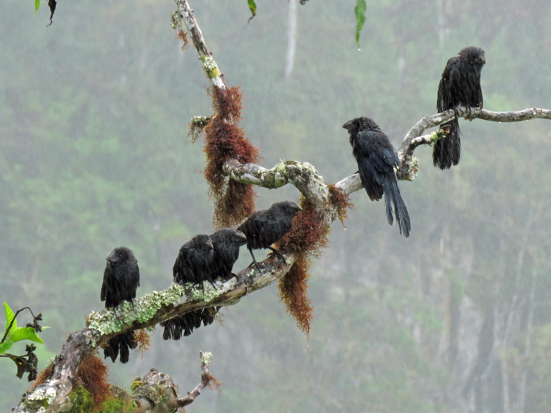 Garrapatero Aní - eBird