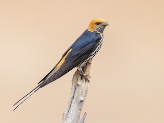 Lesser Striped Swallow - Cecropis abyssinica - Birds of the World
