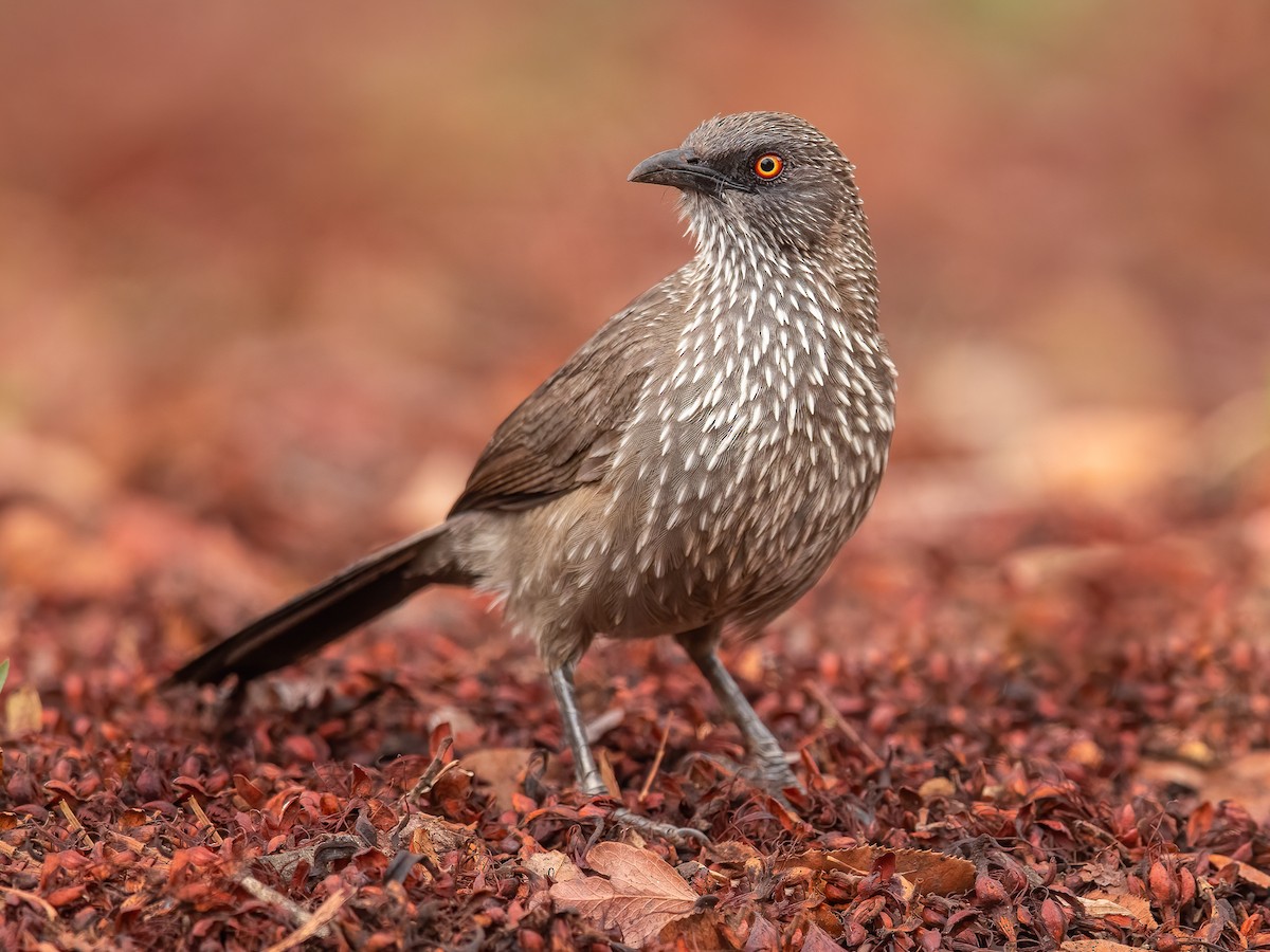 Arrow-marked Babbler - Turdoides jardineii - Birds of the World